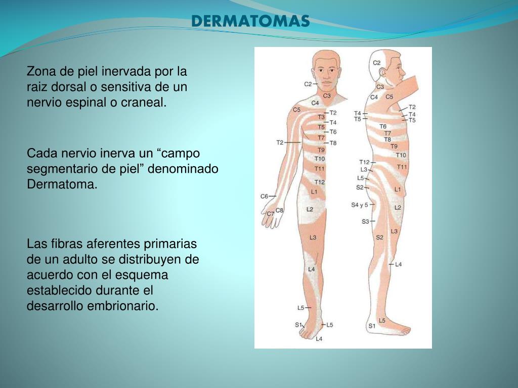 PPT - SISTEMA NERVIOSO SENSIBILIDADES SOMATICAS PowerPoint Presentation ...