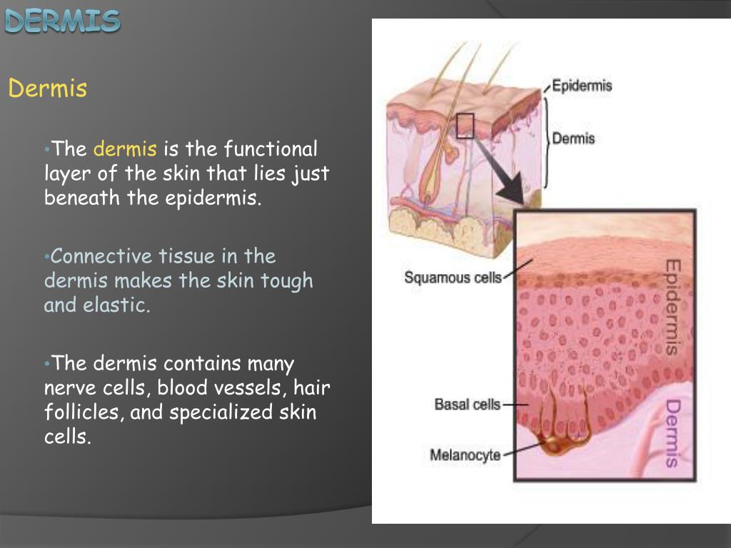 PPT - Skin, Hair, Nails PowerPoint Presentation, free download - ID:2114261