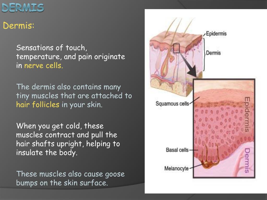 PPT - Skin, Hair, Nails PowerPoint Presentation, free download - ID:2114261