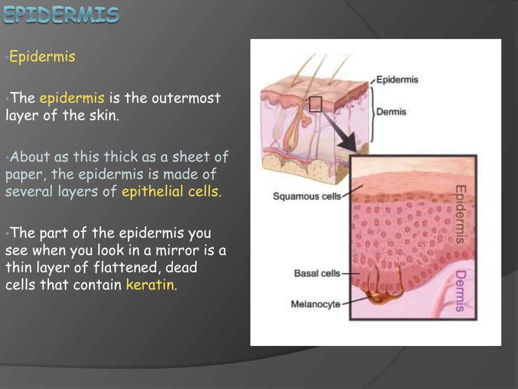 PPT - Skin, Hair, Nails PowerPoint Presentation, free download - ID:2114261