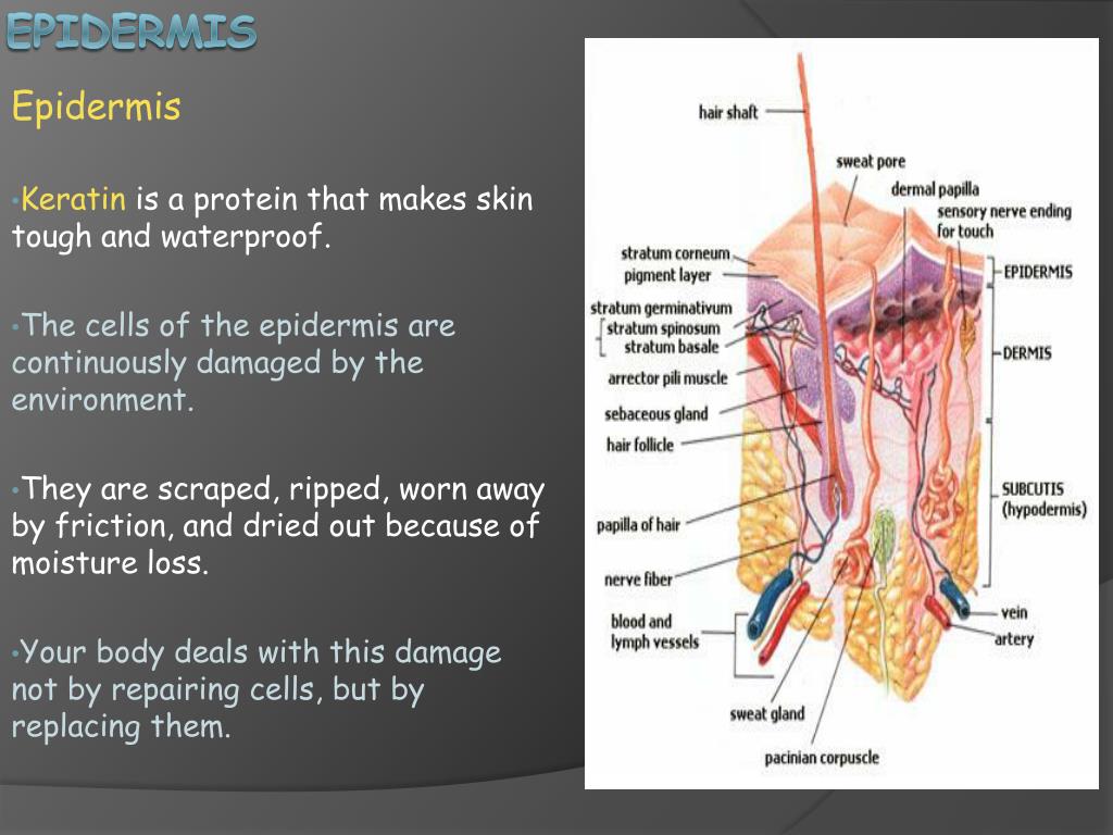 PPT - Skin, Hair, Nails PowerPoint Presentation, free download - ID:2114261