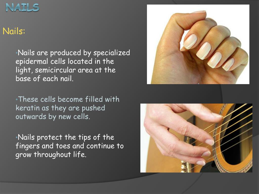 PPT - Skin, Hair, Nails PowerPoint Presentation, free download - ID:2114261