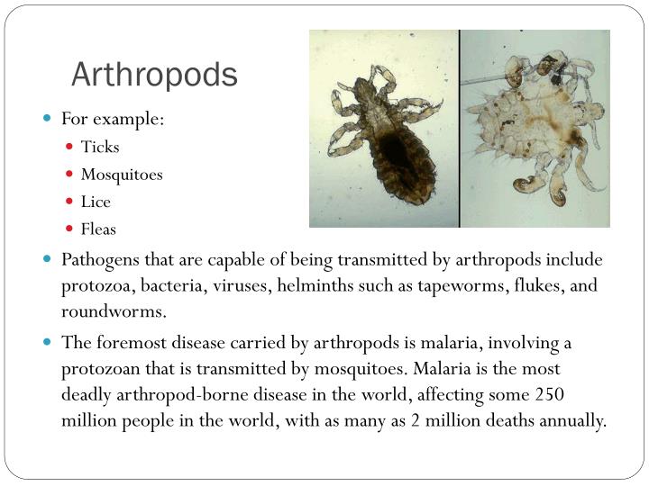 PPT - Infection and Disease PowerPoint Presentation - ID:2114394