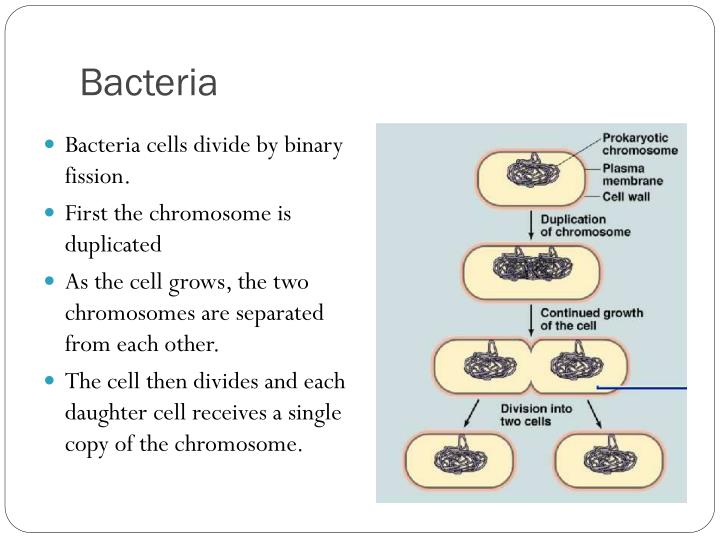 PPT - Infection and Disease PowerPoint Presentation - ID:2114394