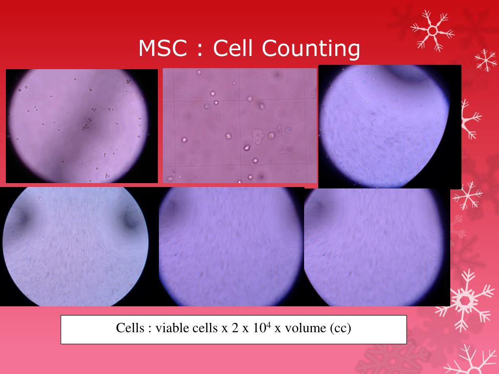 PPT - EFFECT OF MESENCHYMAL STEM CELLS ON MYCOBACTERIUM TUBERCULOSIS ...