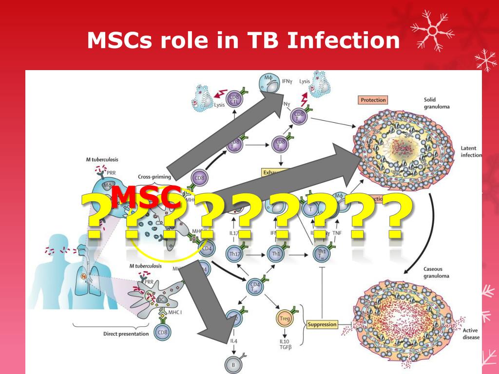 PPT - EFFECT OF MESENCHYMAL STEM CELLS ON MYCOBACTERIUM TUBERCULOSIS GROWTH (IN VITRO STUDY ...