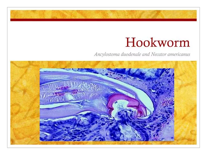 PPT - Hookworm PowerPoint Presentation, free download - ID:2114676