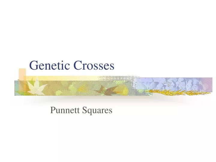 Ppt Genetic Crosses Powerpoint Presentation Free Download Id 2114729