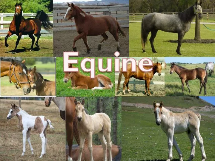 PPT - Equine PowerPoint Presentation, free download - ID:2114774
