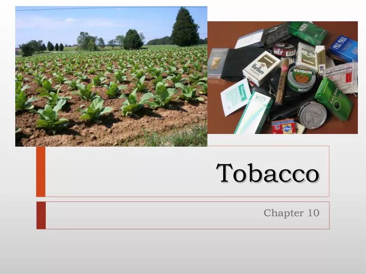 PPT - Tobacco PowerPoint Presentation, free download - ID:2114830