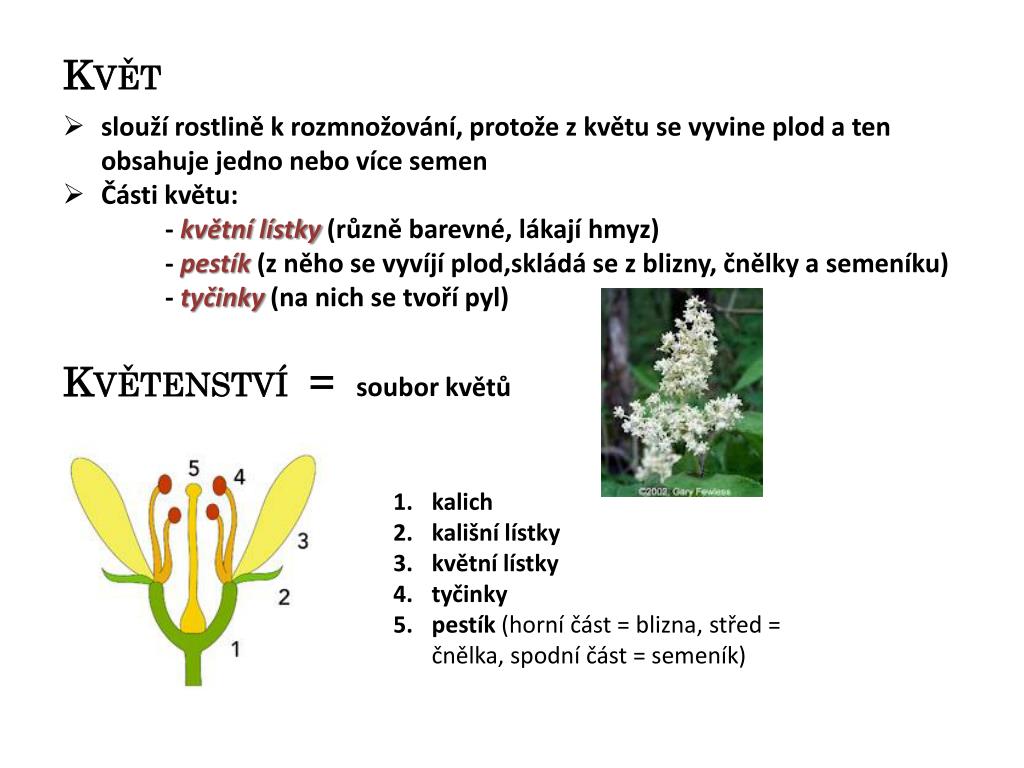 PPT - VY_32_INOVACE_09_Přírodověda_ 4.ročník _ 03_Stavba bylin ...