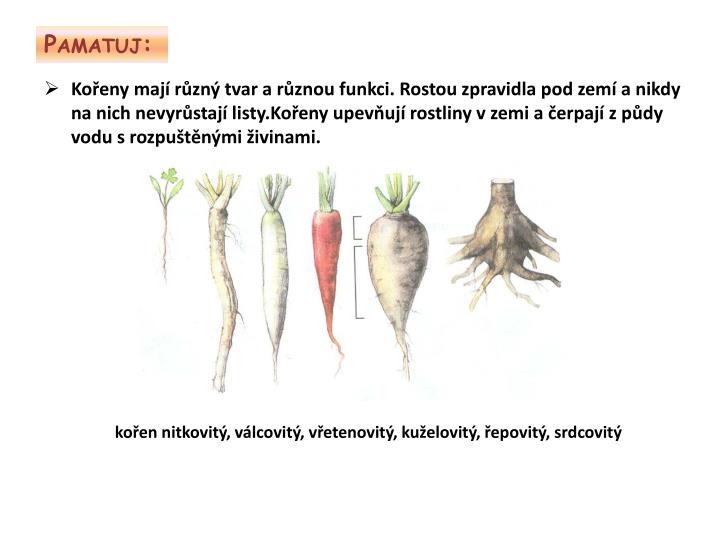 PPT - VY_32_INOVACE_09_Přírodověda_ 4.ročník _ 03_Stavba bylin ...