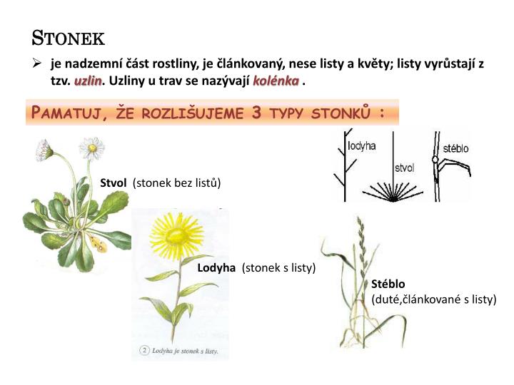 PPT - VY_32_INOVACE_09_Přírodověda_ 4.ročník _ 03_Stavba bylin ...