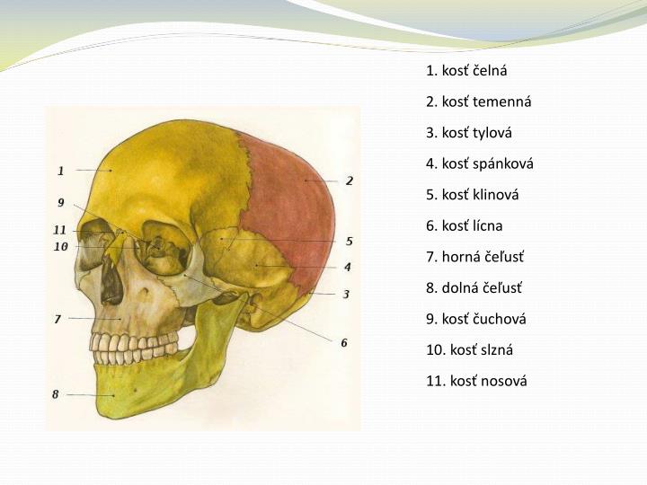 PPT - Kostra ľudského tela PowerPoint Presentation - ID:2115019