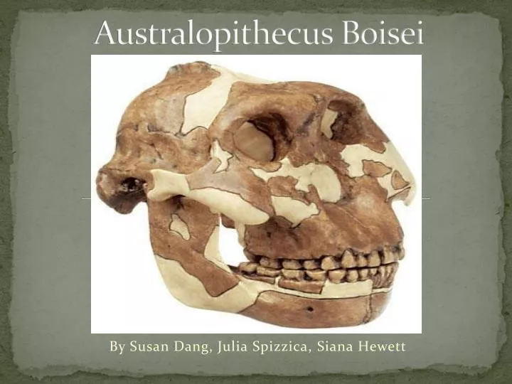 PPT - Australopithecus Boisei PowerPoint Presentation, free download - ID:2115201