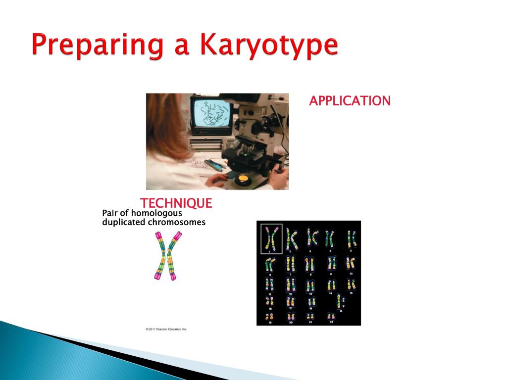 PPT - Meiosis and Sexual Life Cycles PowerPoint Presentation, free ...