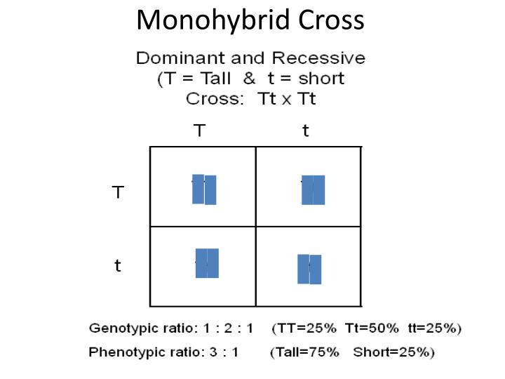 PPT - PUNNET Square NOTES for ISN 49 PowerPoint Presentation - ID:2115829