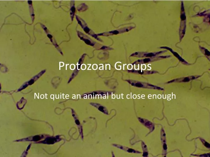 PPT - Protozoan Groups PowerPoint Presentation, free download - ID:2115983