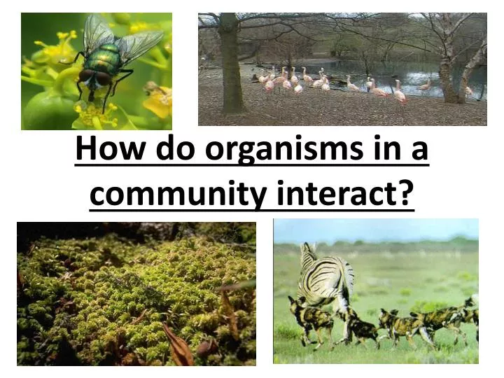 PPT - How do organisms in a community interact? PowerPoint Presentation ...