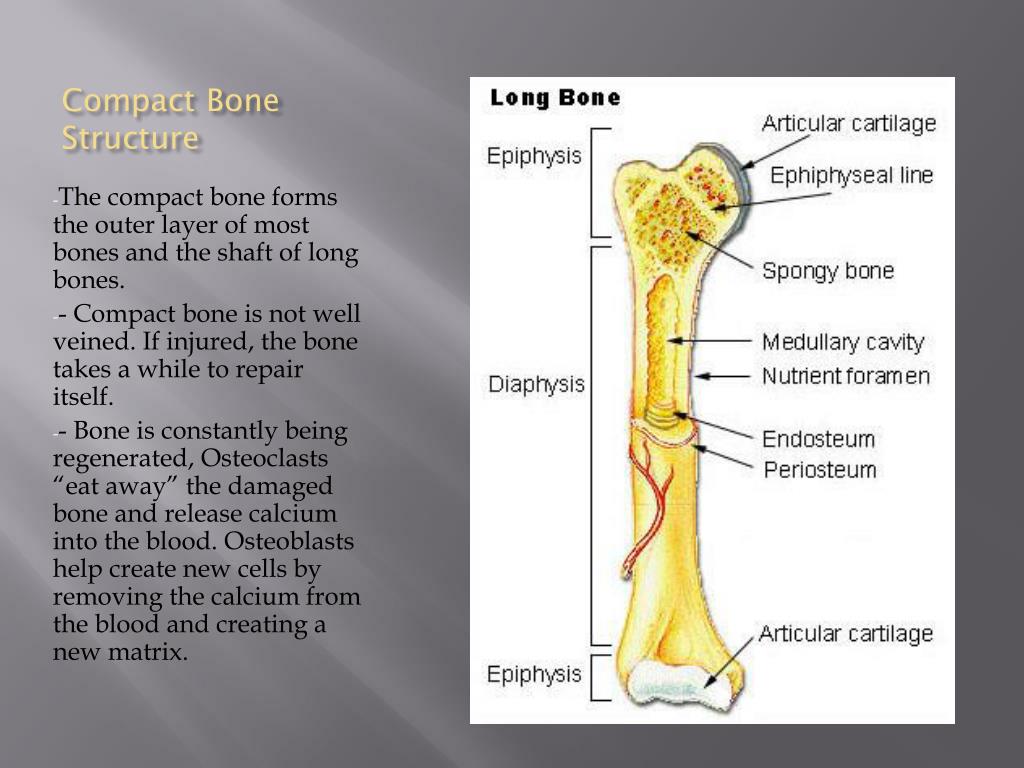 PPT - A study of the Human Body Systems: Skeletal & Muscular PowerPoint ...