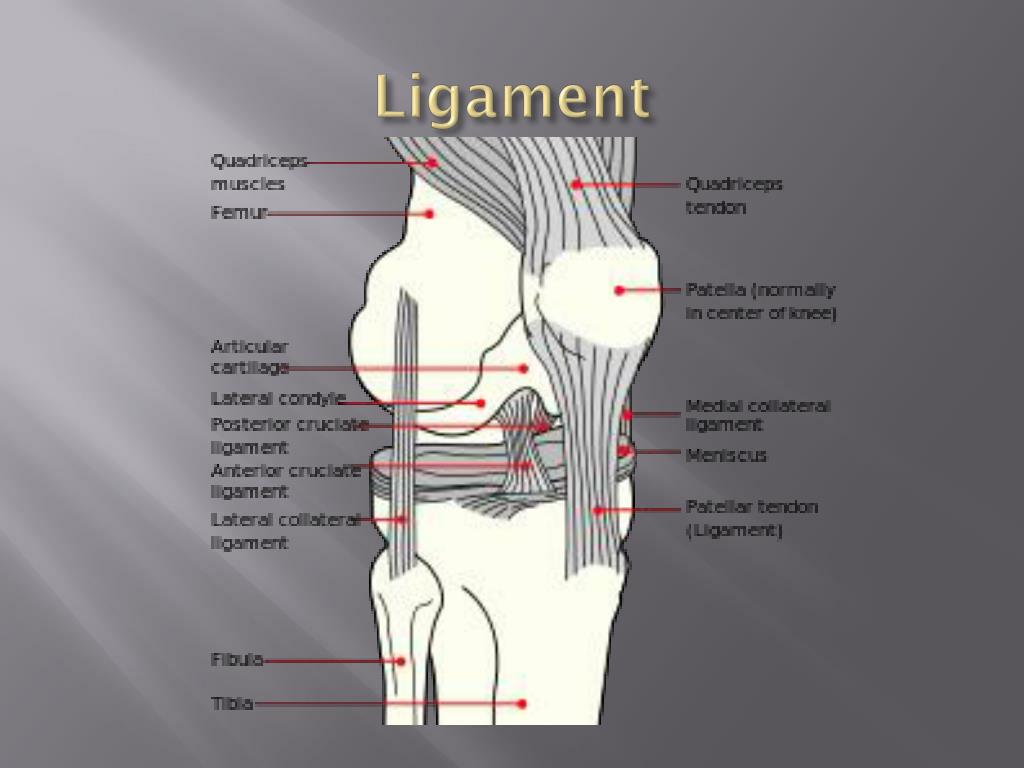 PPT - A study of the Human Body Systems: Skeletal & Muscular PowerPoint ...