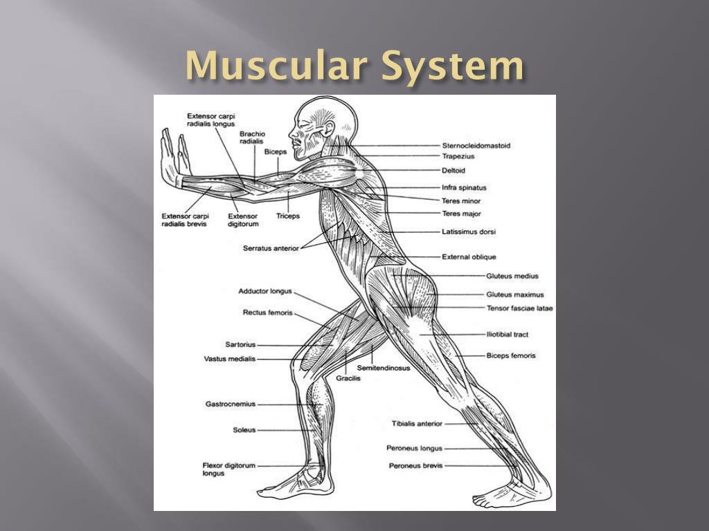PPT - A study of the Human Body Systems: Skeletal & Muscular PowerPoint ...