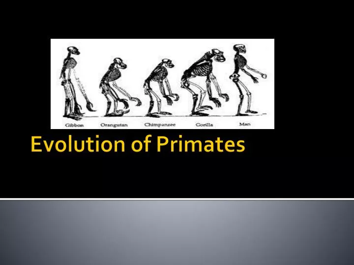 PPT - Evolution of Primates PowerPoint Presentation, free download - ID ...