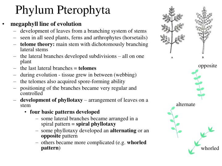 PPT - Lecture #5 PowerPoint Presentation - ID:2117757