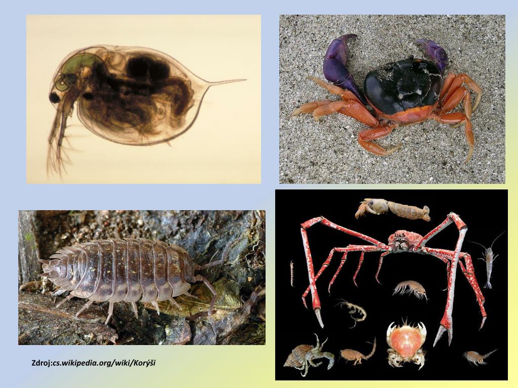 PPT - KORÝŠI PowerPoint Presentation, free download - ID:2117859