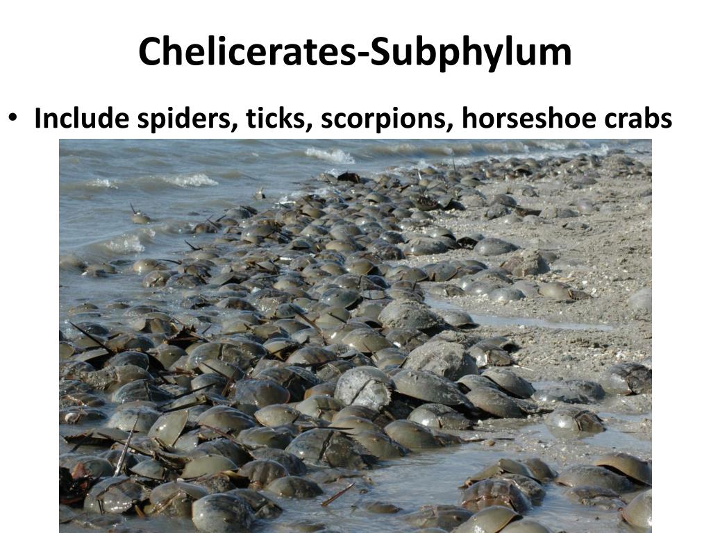 PPT - Kingdom Animalia Phylum Arthropoda PowerPoint Presentation, free ...