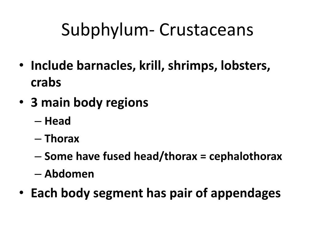 PPT - Kingdom Animalia Phylum Arthropoda PowerPoint Presentation, free ...