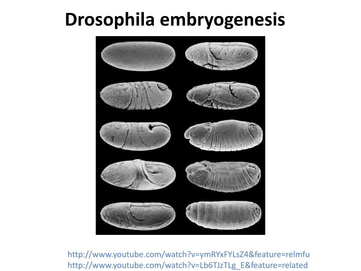 PPT - Pattern formation in drosophila PowerPoint Presentation - ID:2117927