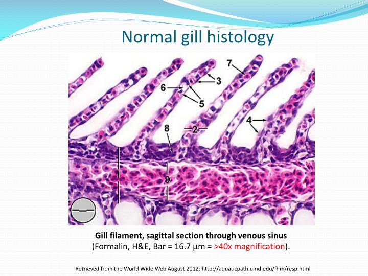 PPT - FISH GILLS In health and in disease PowerPoint Presentation - ID ...