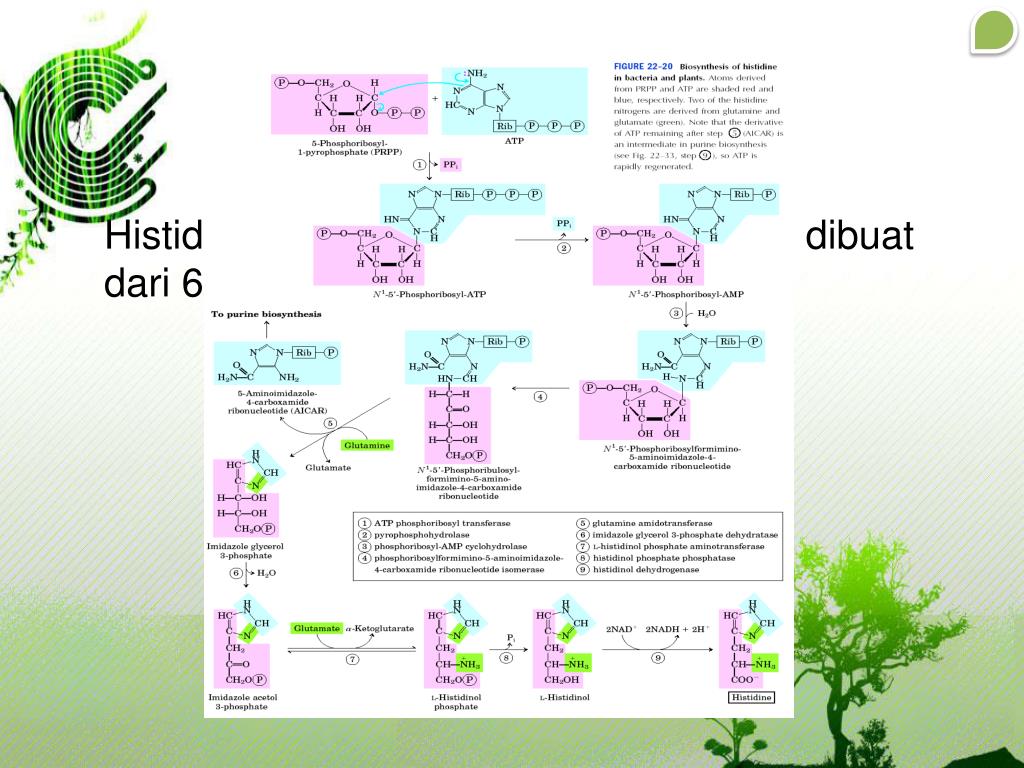 PPT - Biosintesis Asam Amino Aromatik PowerPoint Presentation, free ...