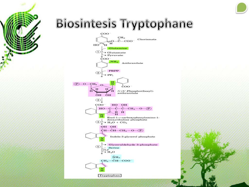 PPT - Biosintesis Asam Amino Aromatik PowerPoint Presentation, free ...