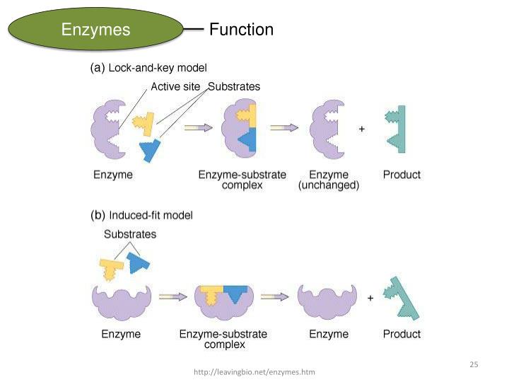 PPT - CHAPTER 21: Amino Acids, Proteins, & Enzymes General, Organic ...