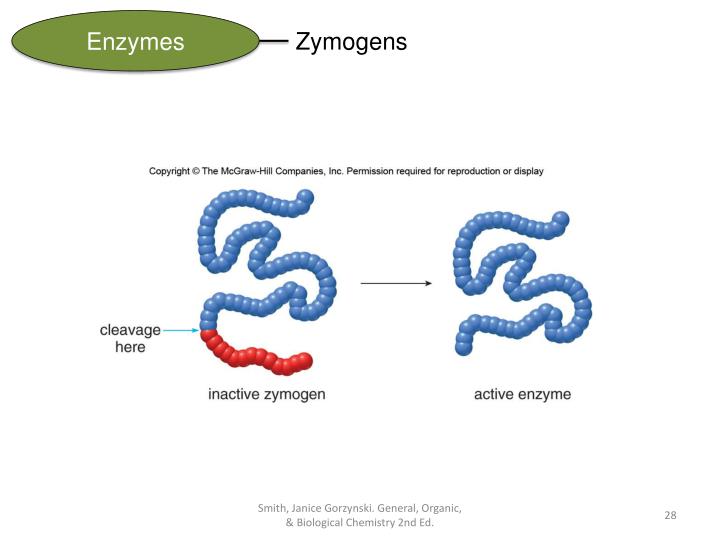 PPT - CHAPTER 21: Amino Acids, Proteins, & Enzymes General, Organic ...