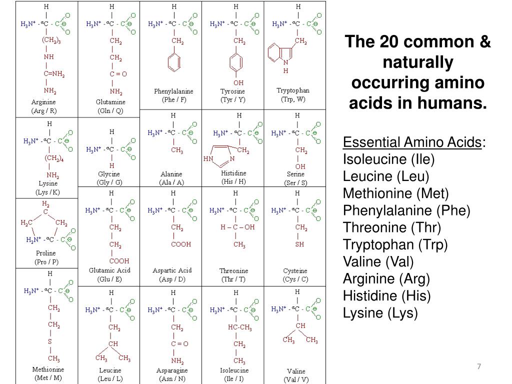 PPT - CHAPTER 21: Amino Acids, Proteins, & Enzymes General, Organic ...