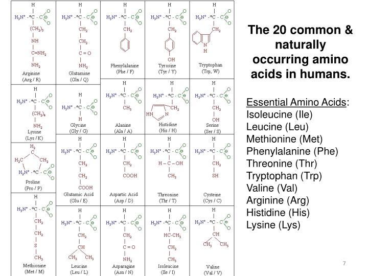 PPT - CHAPTER 21: Amino Acids, Proteins, & Enzymes General, Organic ...