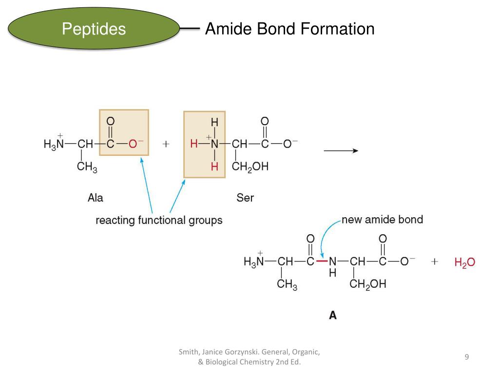PPT - CHAPTER 21: Amino Acids, Proteins, & Enzymes General, Organic ...