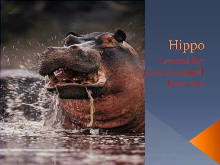 PPT - Hippo PowerPoint Presentation, free download - ID:2118565