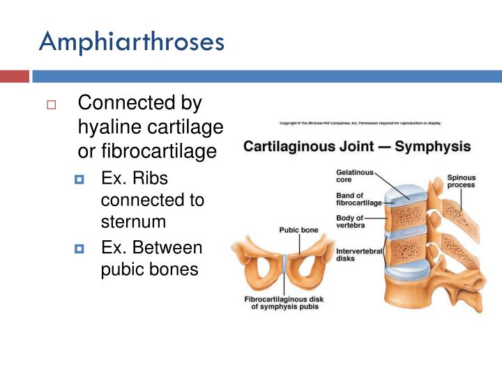 PPT - Joints and Bone Injuries PowerPoint Presentation - ID:2118579