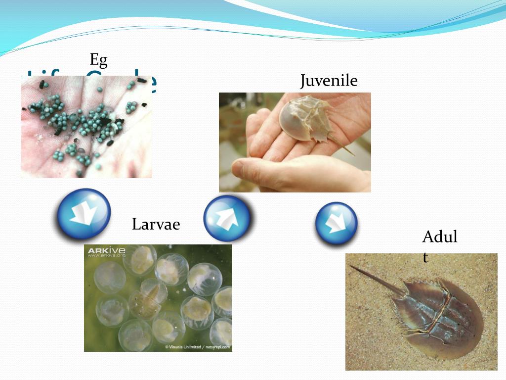 PPT - By Kelsey Arenson , Jamie Finnical , and Kamilla S. PowerPoint ...