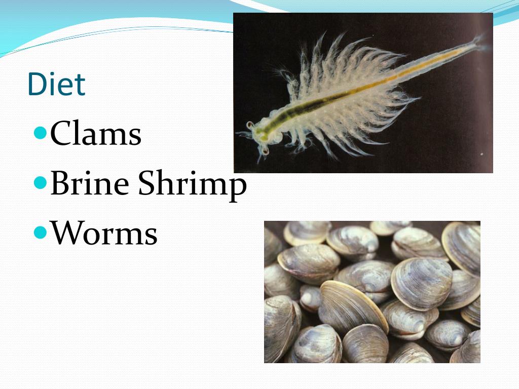 PPT - By Kelsey Arenson , Jamie Finnical , and Kamilla S. PowerPoint ...