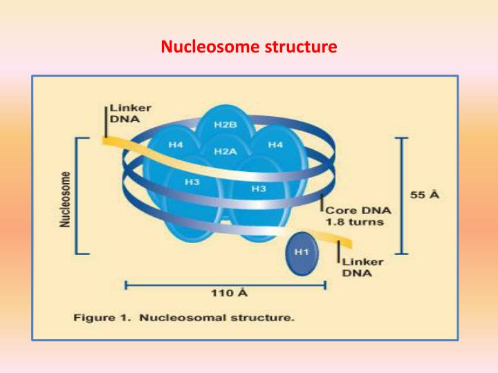 PPT - DNA STRUCTURE PowerPoint Presentation - ID:2118786