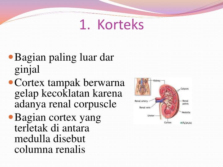 PPT - Strutur & fungsi ginjal PowerPoint Presentation - ID:2118787