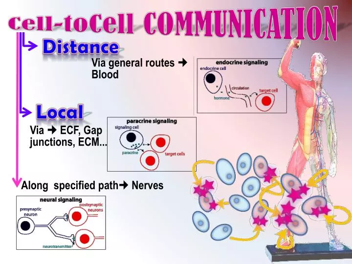 PPT - Local PowerPoint Presentation, free download - ID:2118805