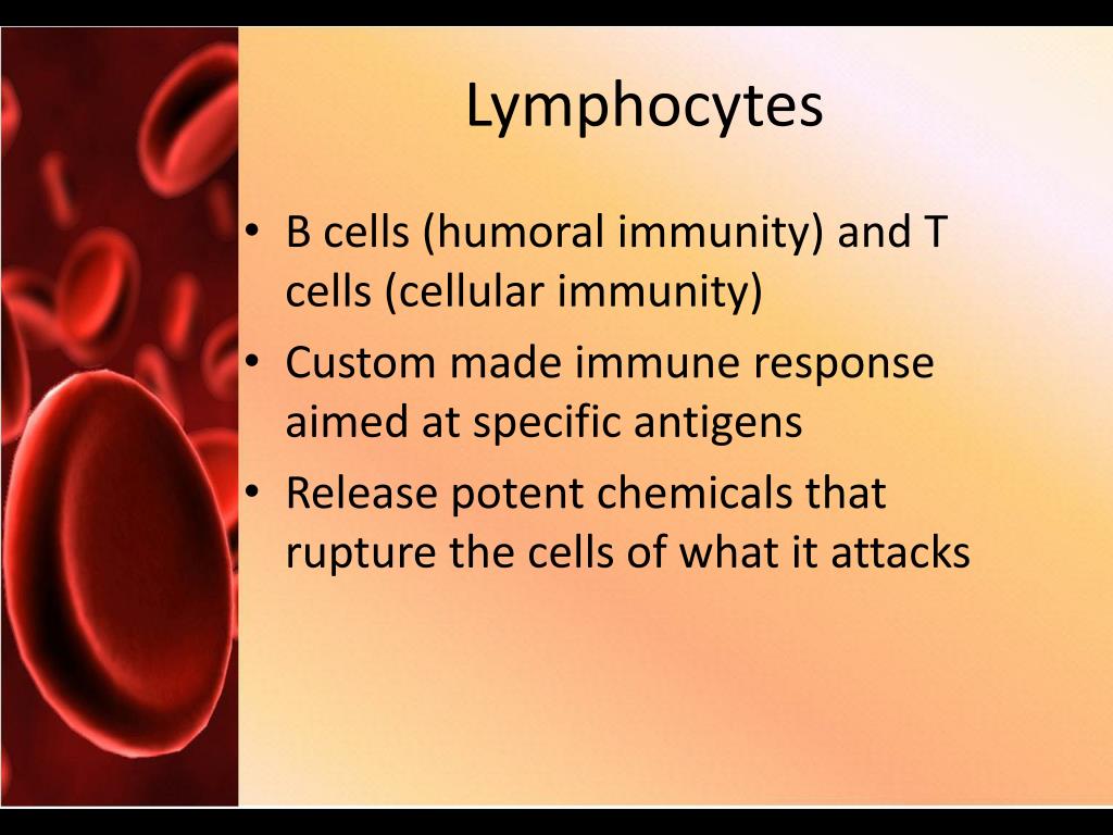 PPT - Blood, Lymph & Immune System CH 9 PowerPoint Presentation - ID ...