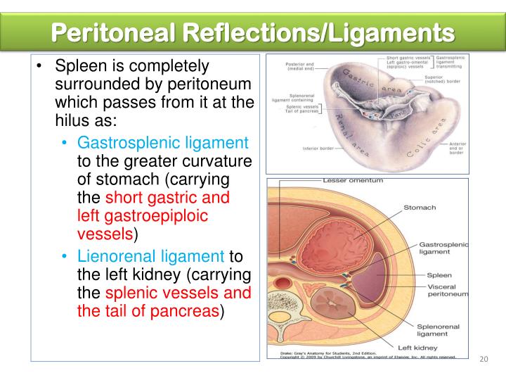 PPT - Liver & Spleen PowerPoint Presentation - ID:2118838