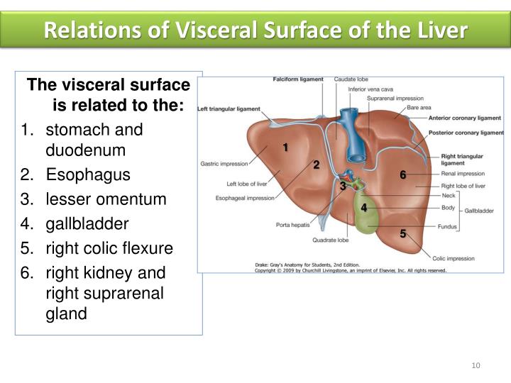 PPT - Liver & Spleen PowerPoint Presentation - ID:2118838